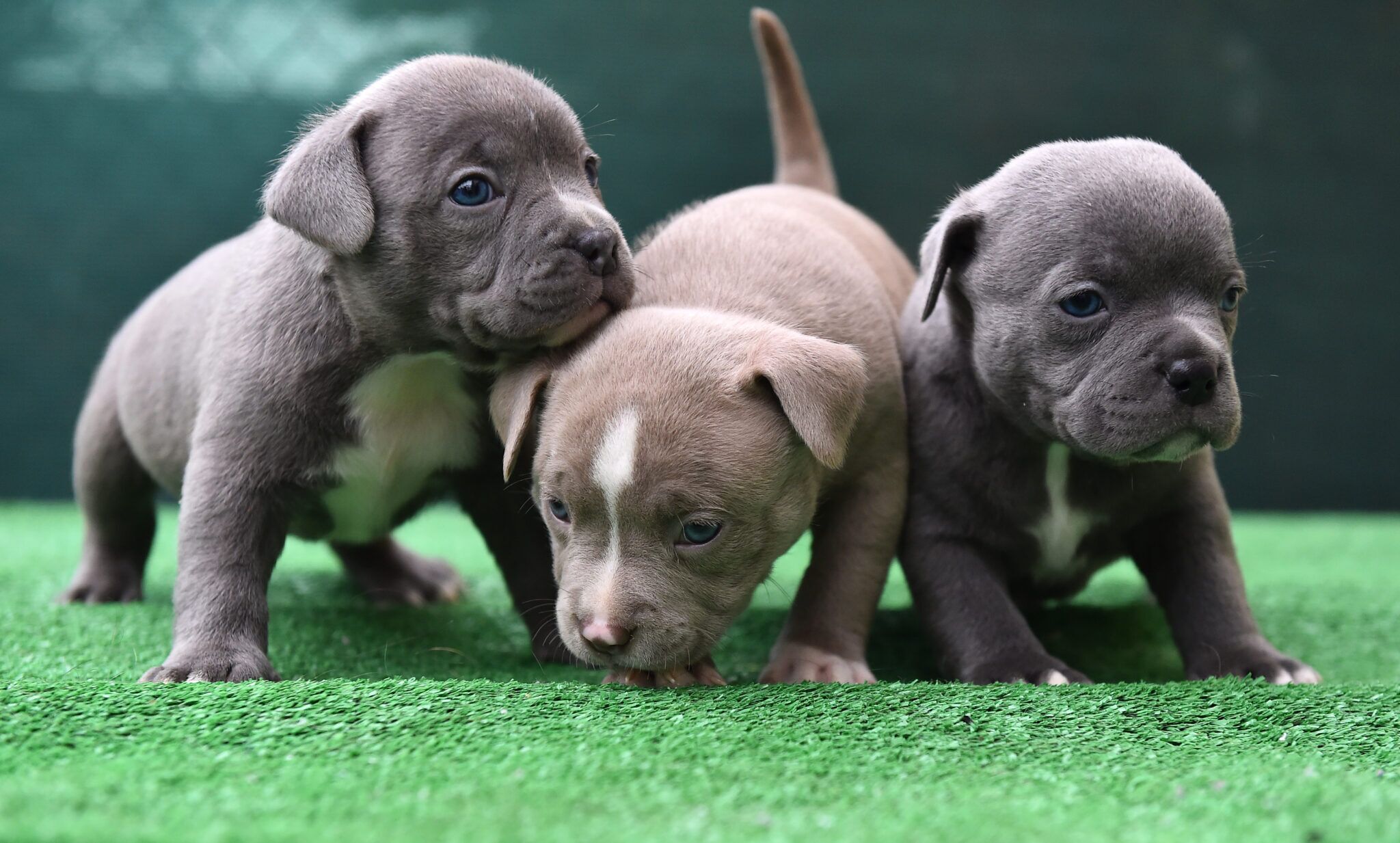 American Bully Puppies in Virginia | Capcity Bullys
