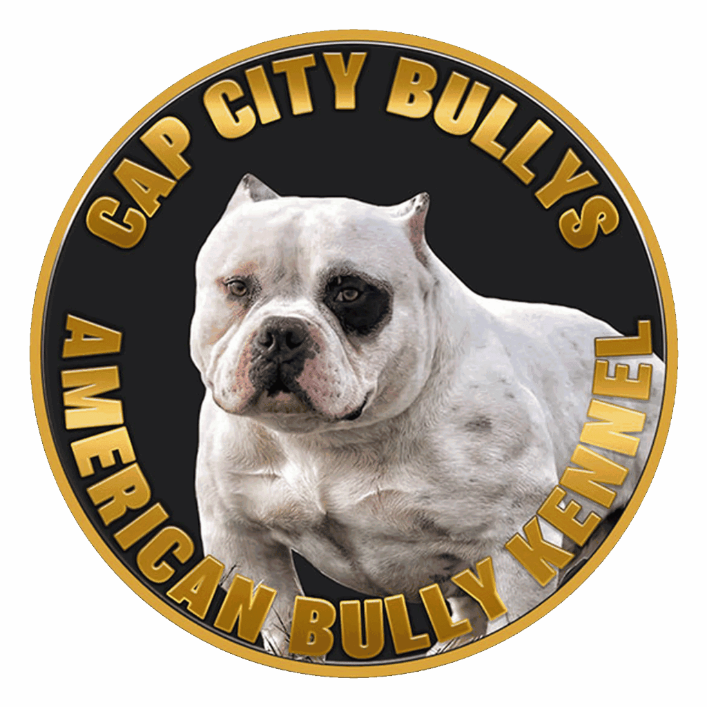 American Bully Growth Stages: Puppy to Adult Guide