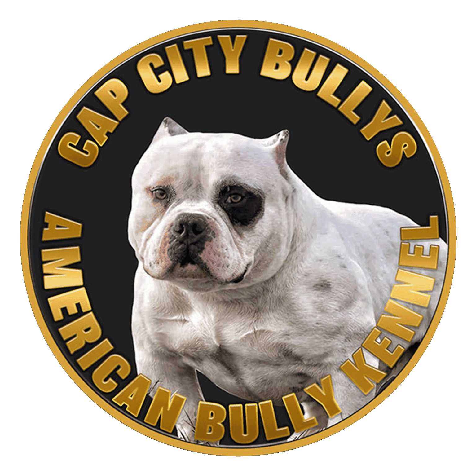 Micro Bully Temperament: Are They Good Family Dogs?