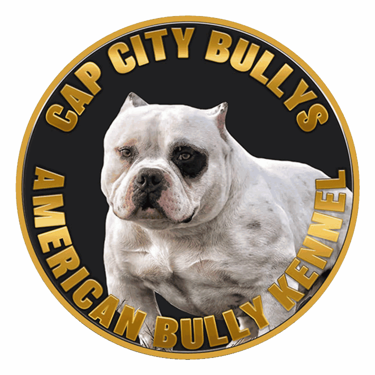 American Bully Growth Stages: Puppy to Adult Guide