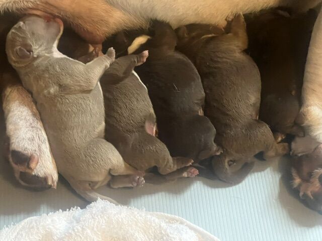 American Bully Puppies in Virginia | Capcity Bullys